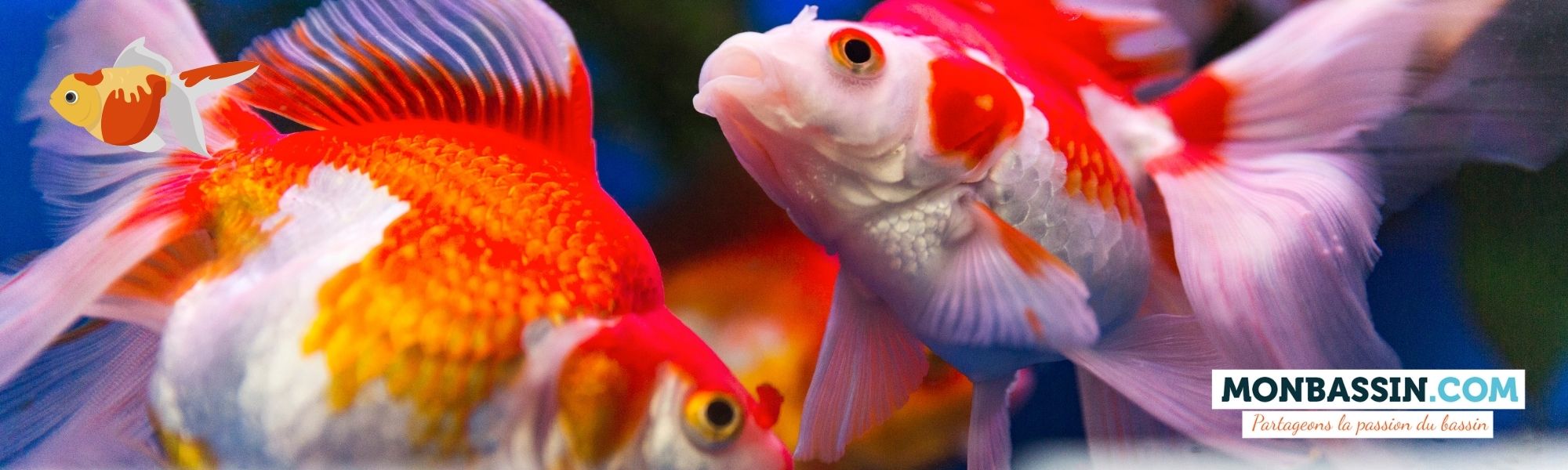 Est-ce un Ryukin Calico? Sabao et Tamasaba? - MONBASSIN.COM - Blog ...